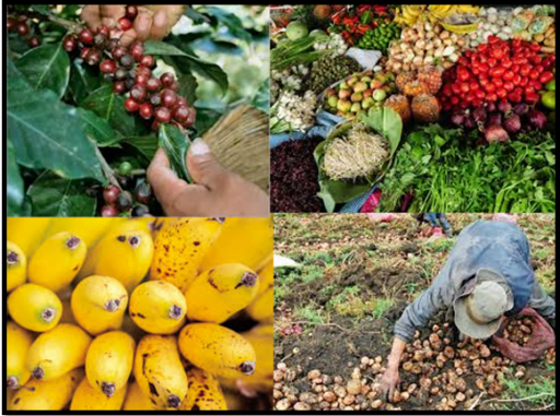 Economía De La Región Andina | Tierra Colombiana